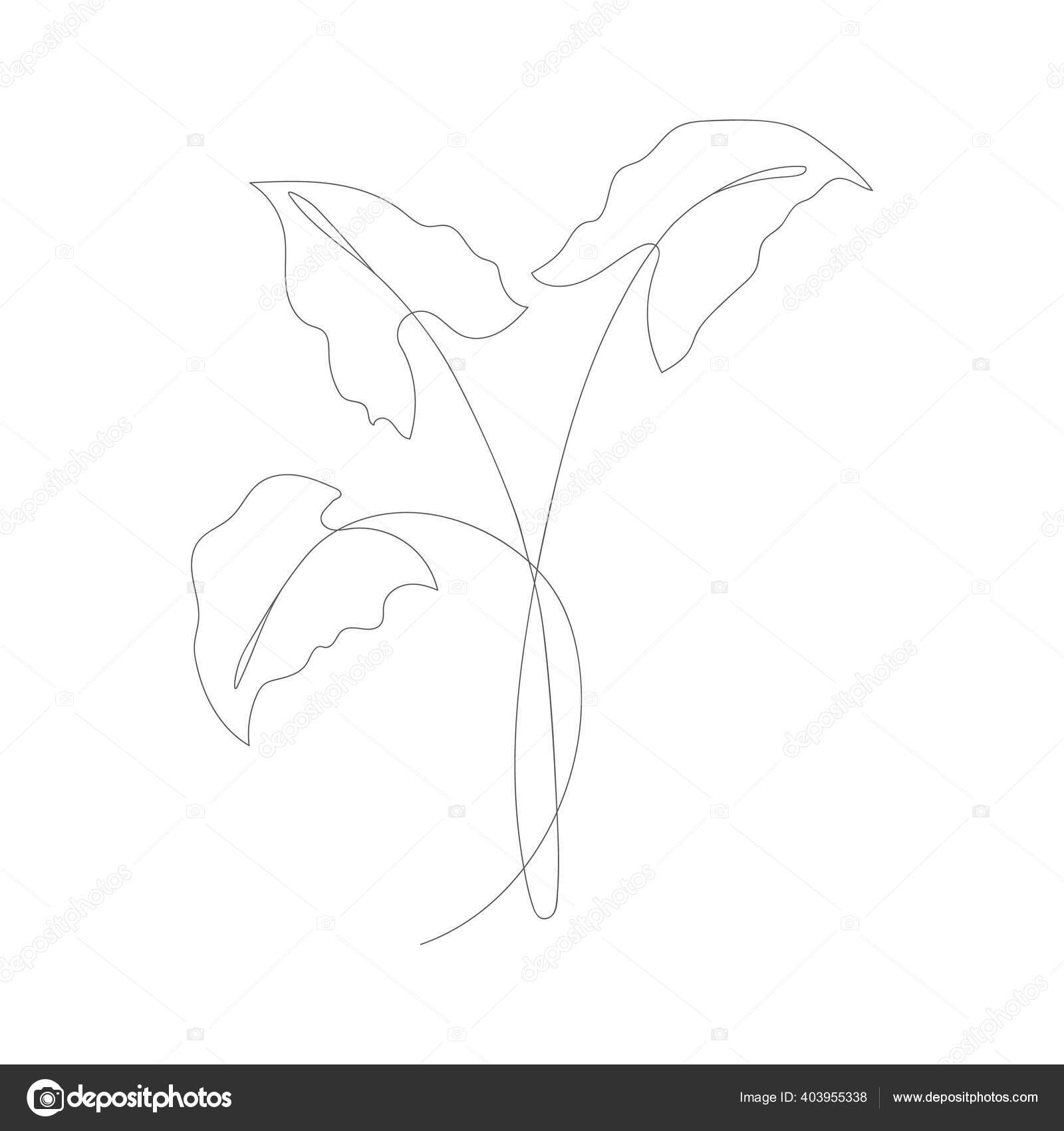 Minimalism Line Drawing Flower Vector One Line Art Botanical Sketch ...