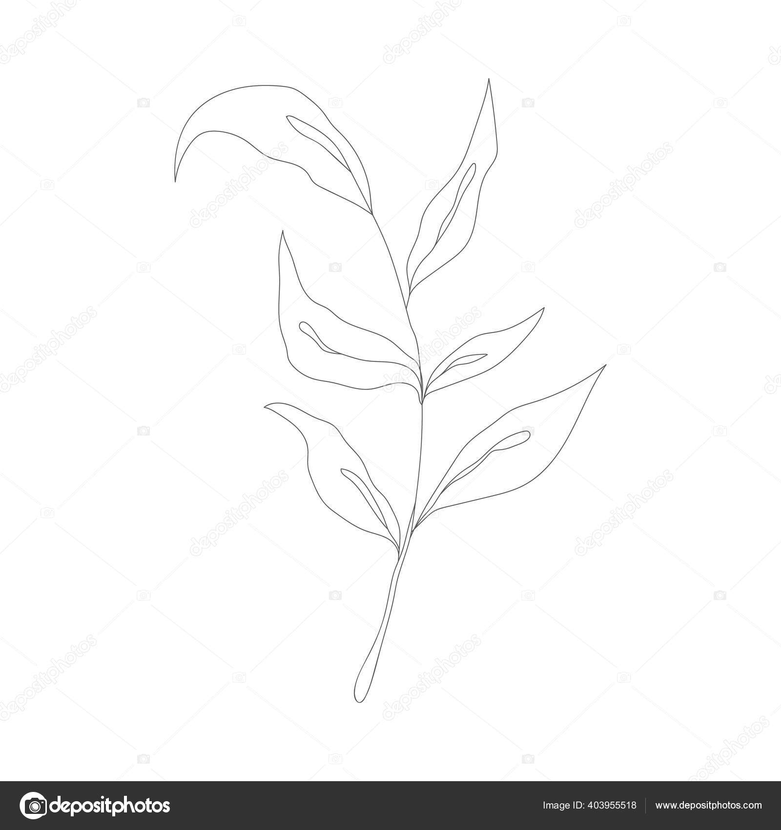 Minimalism Line Drawing Flower Vector One Line Art Botanical Sketch ...