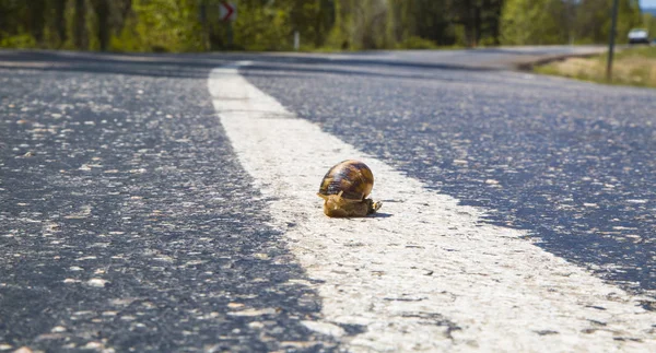 Roadkill on highway Stock Photos, Royalty Free Roadkill on highway ...