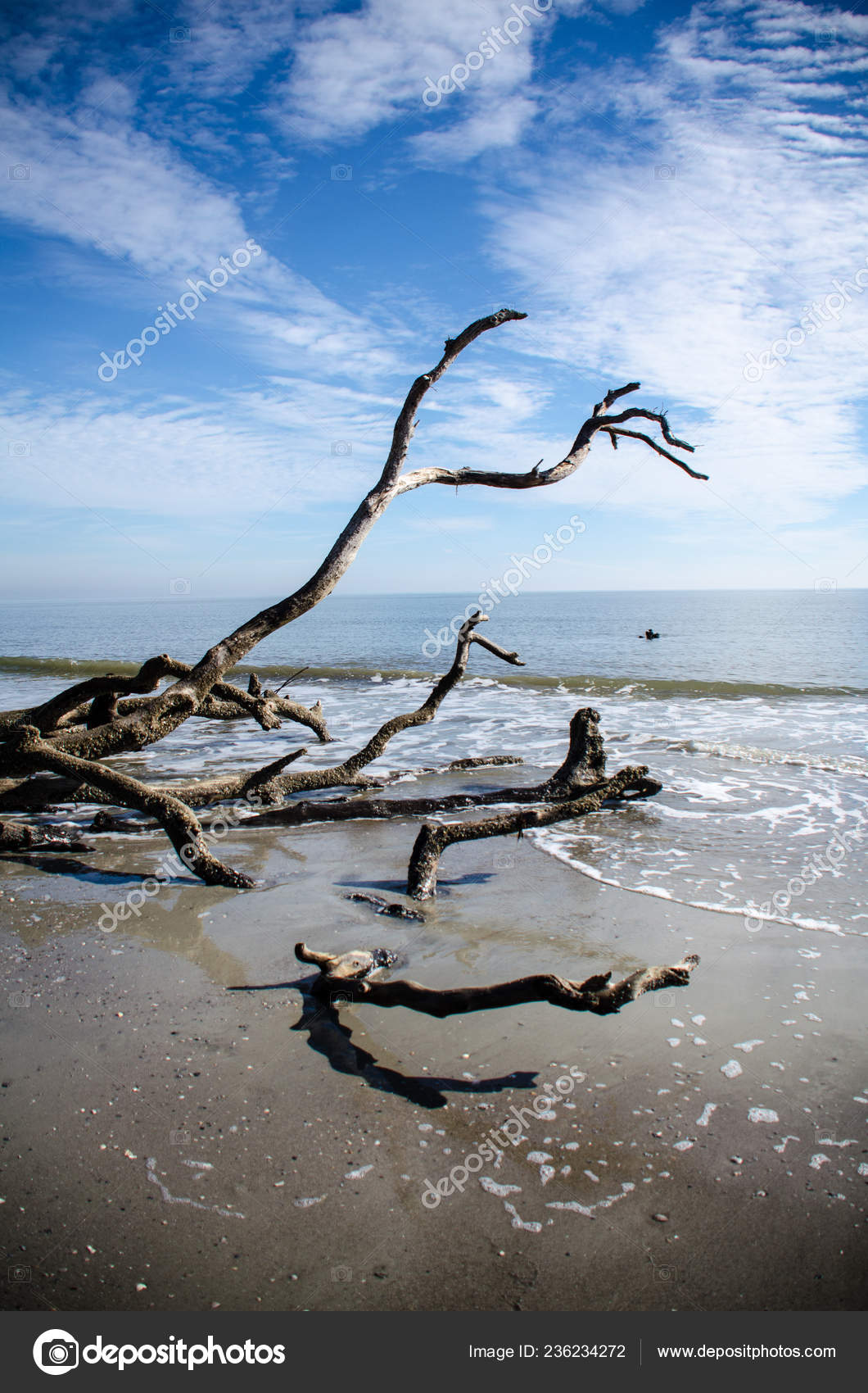 Driftwood Dead Trees Beach Hunting Island State Park South Carolina ...
