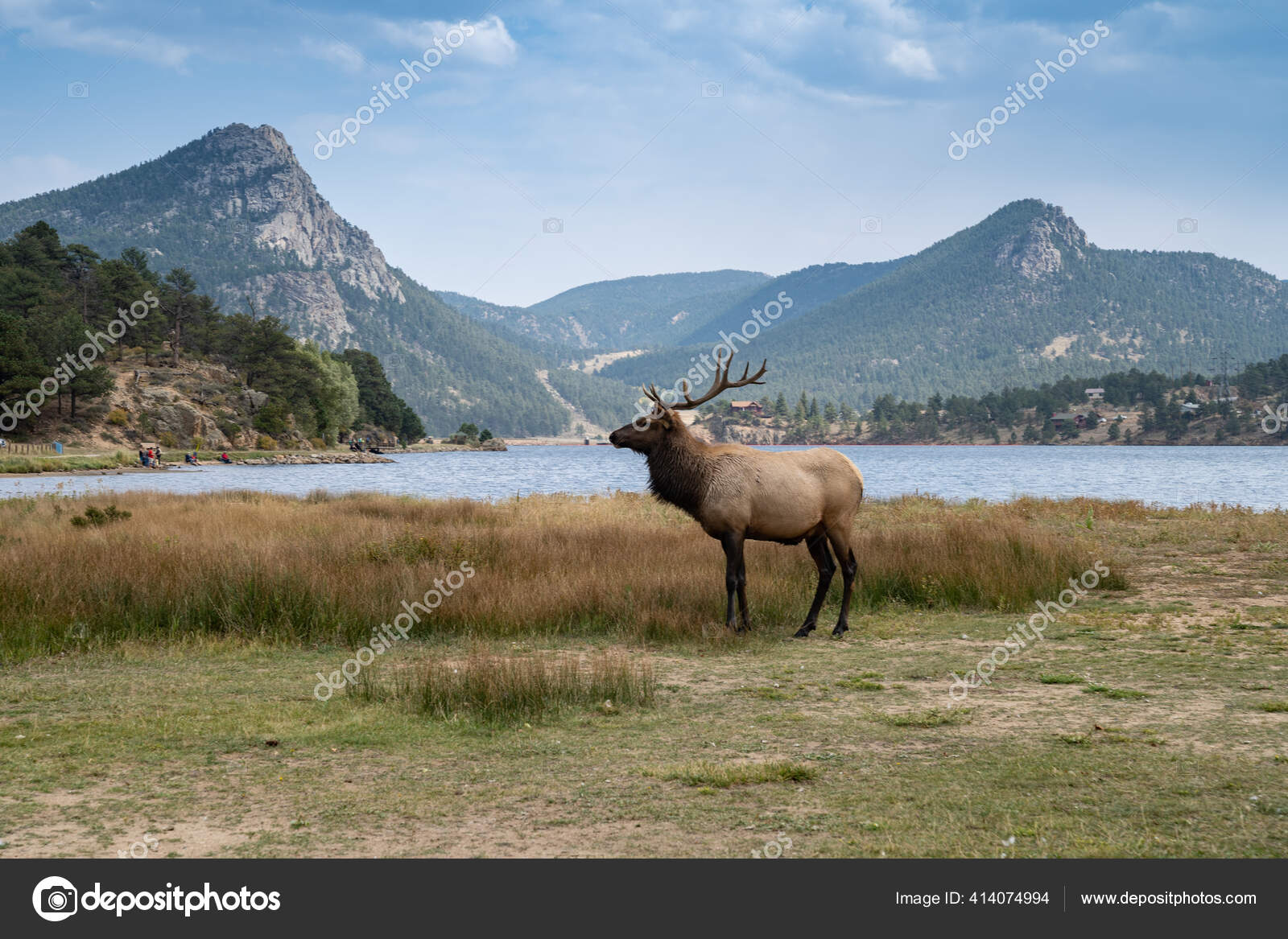 Alce Toro Grande Deambula Alrededor Del Lago Estes Park Colorado ...