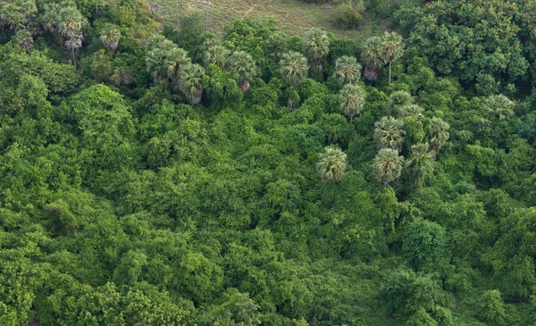 Forest top view Images - Search Images on Everypixel