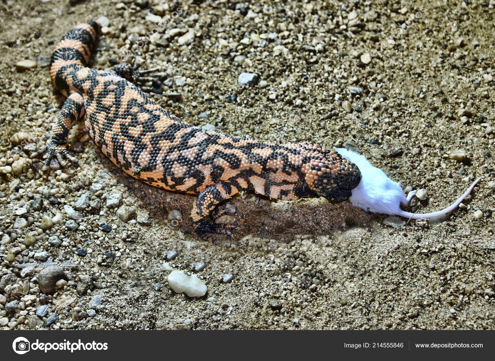 Gila Monster Heloderma Suspectum Eats Mouse Stock Photo by ©jirousek ...