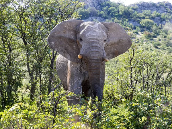 Angry male African elephant, Loxodonta africana, Namibia - Stock Image ...