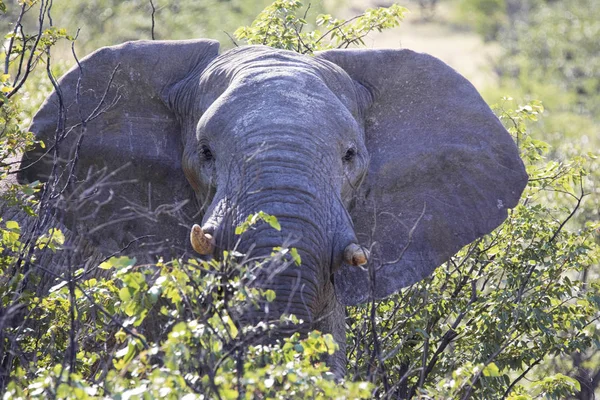 Angry male African elephant, Loxodonta africana, Namibia - Stock Image ...