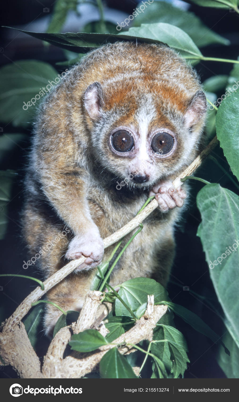 Slow Loris Eyes