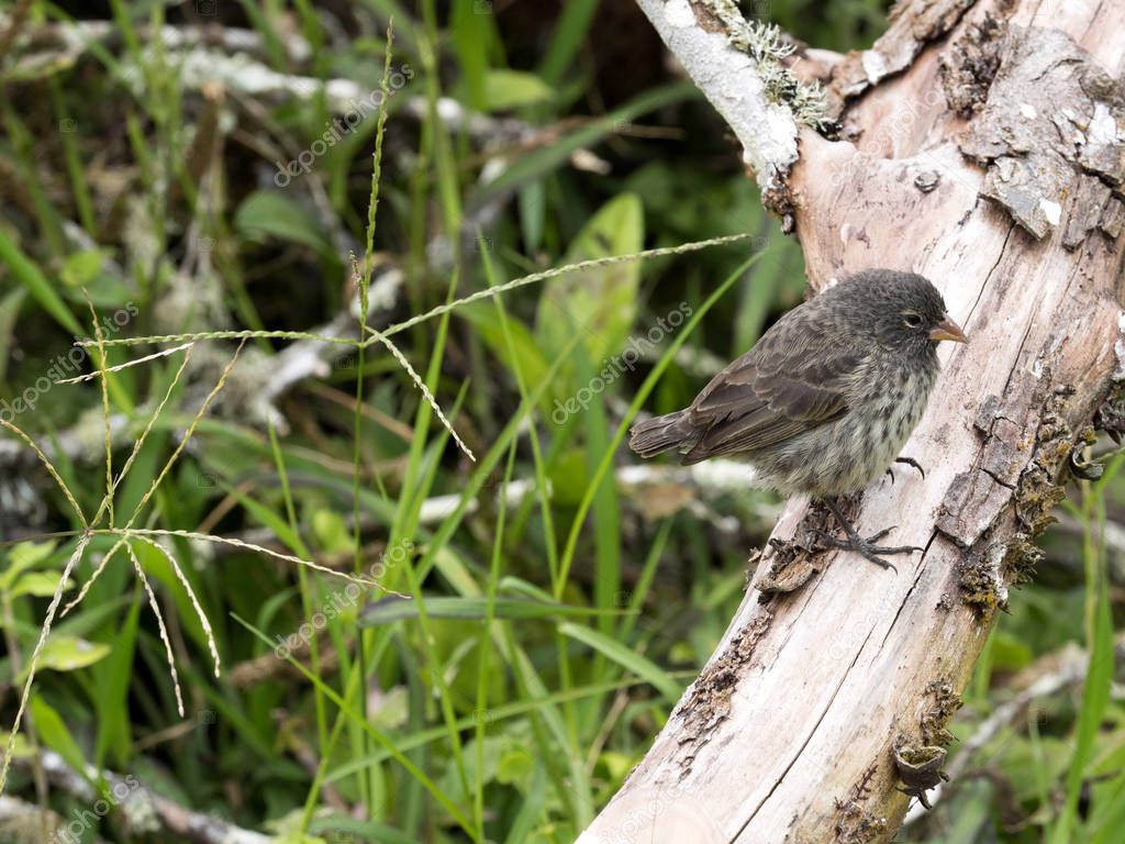 Pinzón de pico afilado, Geospiza difficilis, Santa Cruz, Islas ...