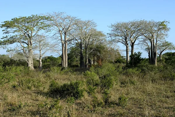 Arbres de la savane Stock Photos, Royalty Free Arbres de la savane ...