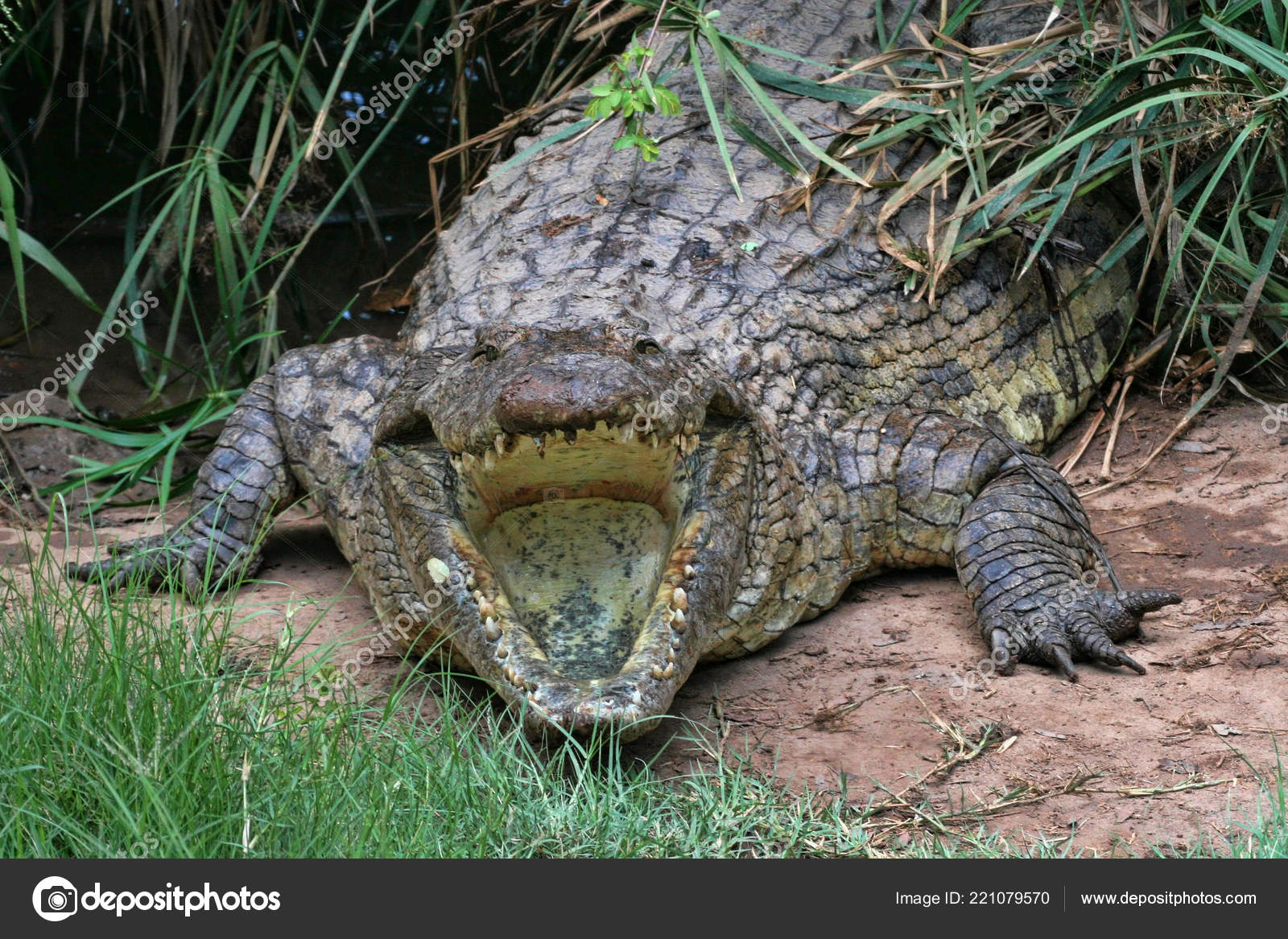 Nile Crocodile Crocodylus Niloticus Open Mouth Zimbabwe — Stock Photo ...