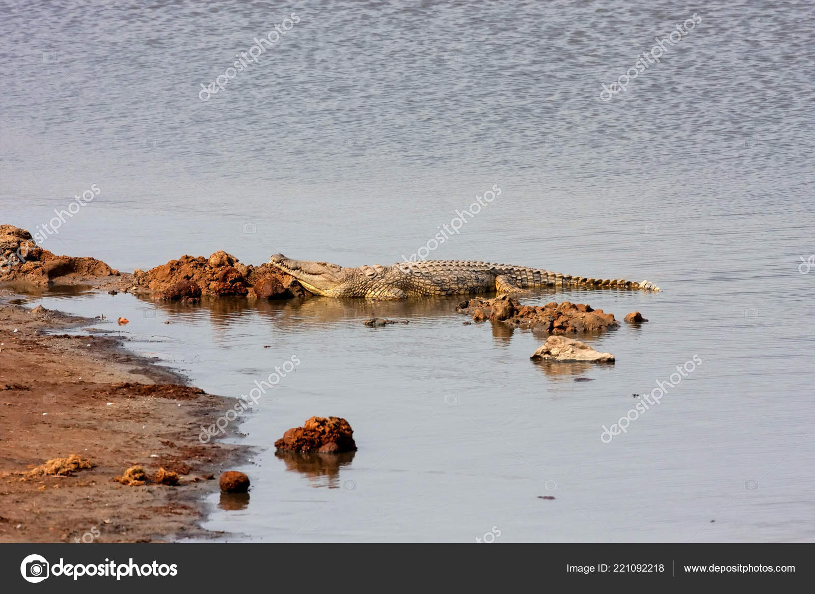 Nile Crocodile Crocodylus Niloticus Waterhole Hwange National Park ...