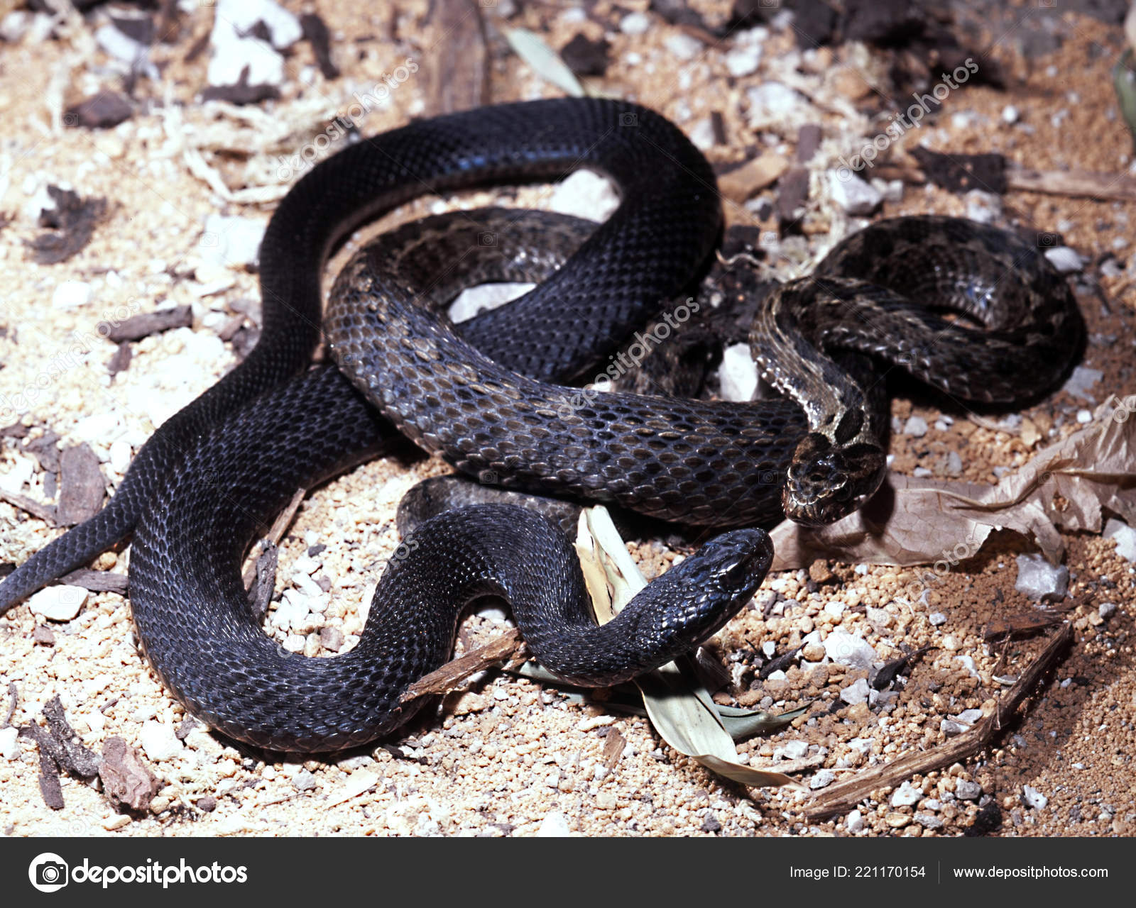 Steppe Viper Vipera Renardi Live Flat Steppes — Stock Photo © jirousek ...
