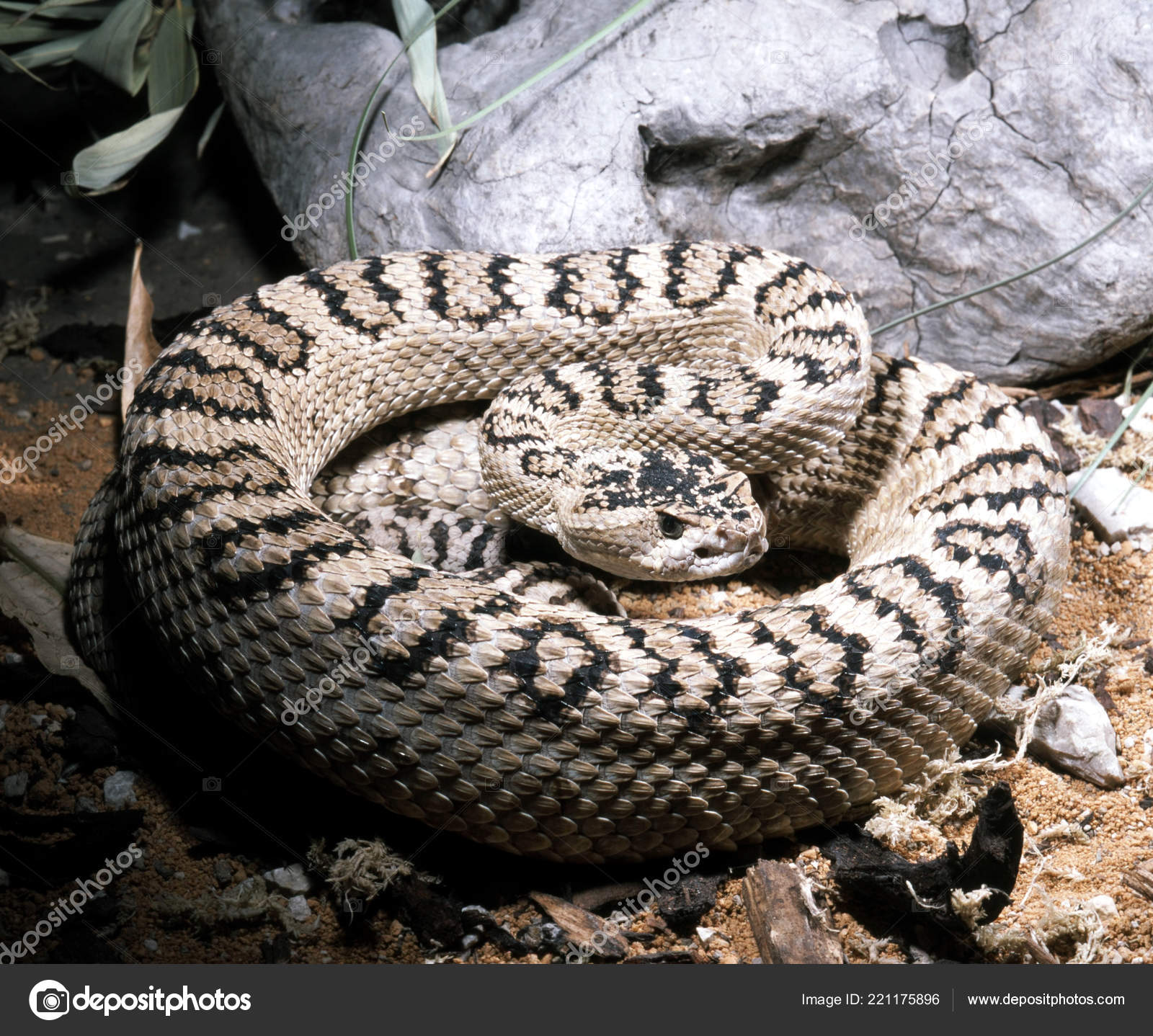Great Basin Rattlesnake