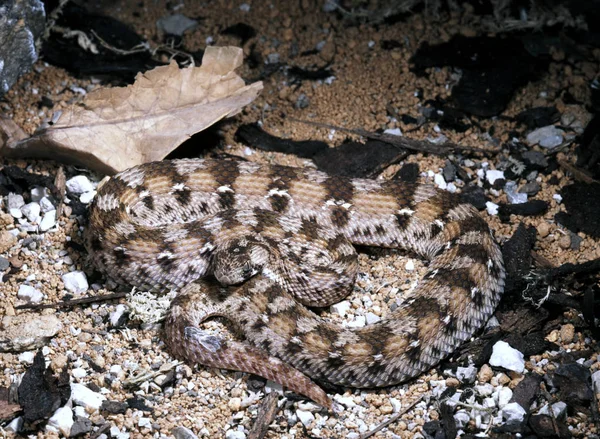 Saw scaled viper Pictures, Saw scaled viper Stock Photos & Images ...