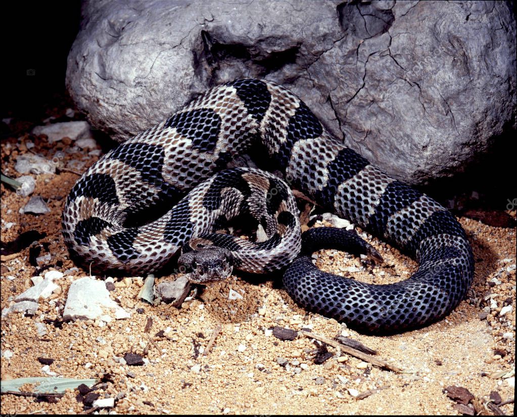 Serpiente de cascabel de madera, Crotalus h. Horridus, vive ...