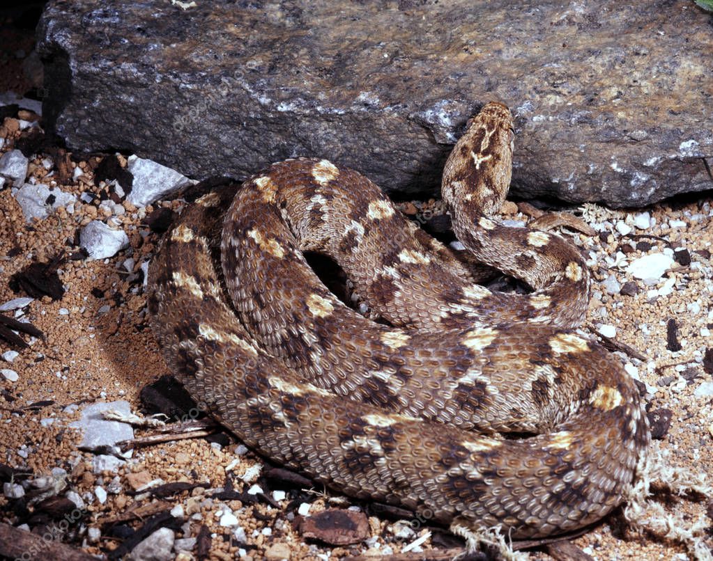 V bora de alfombra del noreste de frica, Echis pyramidum, v bora peque ...