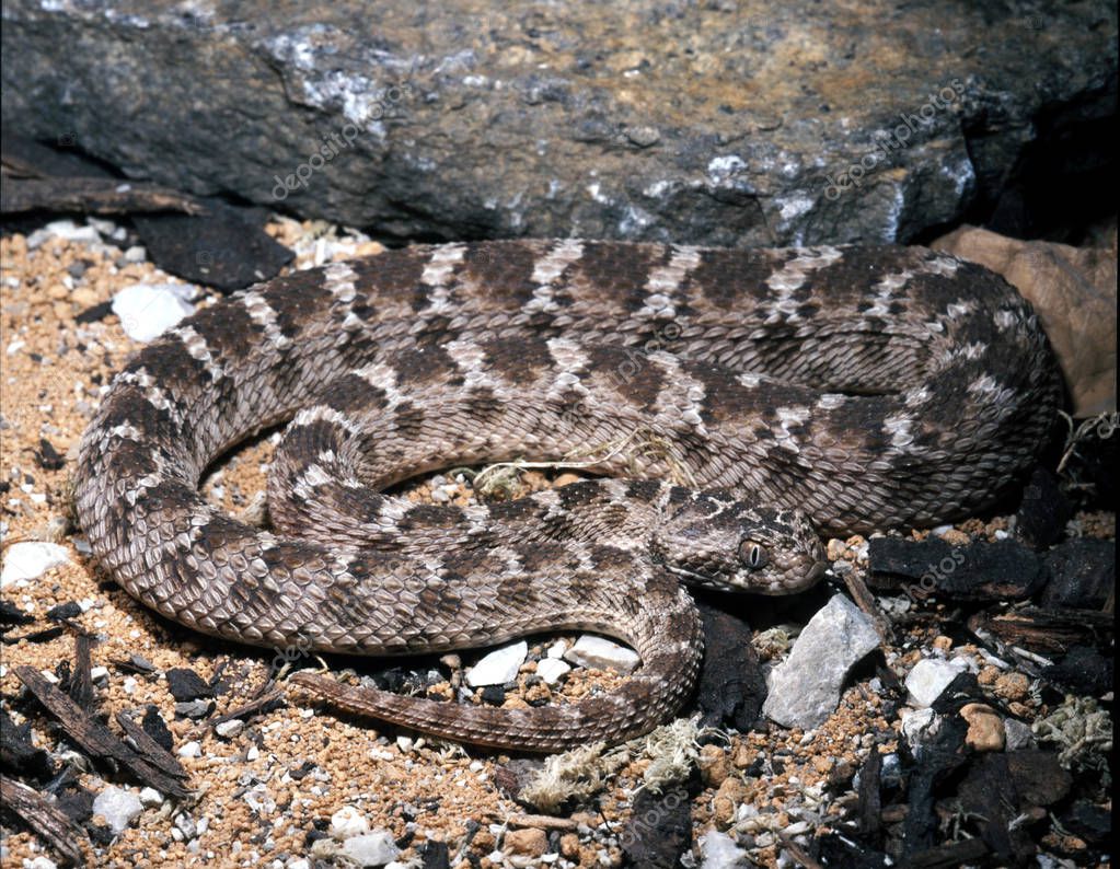 Víbora de alfombra keniata, Echis pyramid leakeyi, una pequeña víbora ...