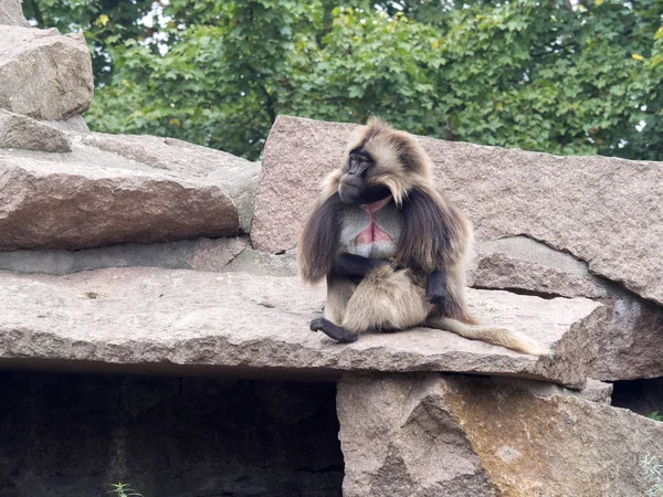 Copenhagen zoo monkey Stock Photos, Royalty Free Copenhagen zoo monkey ...