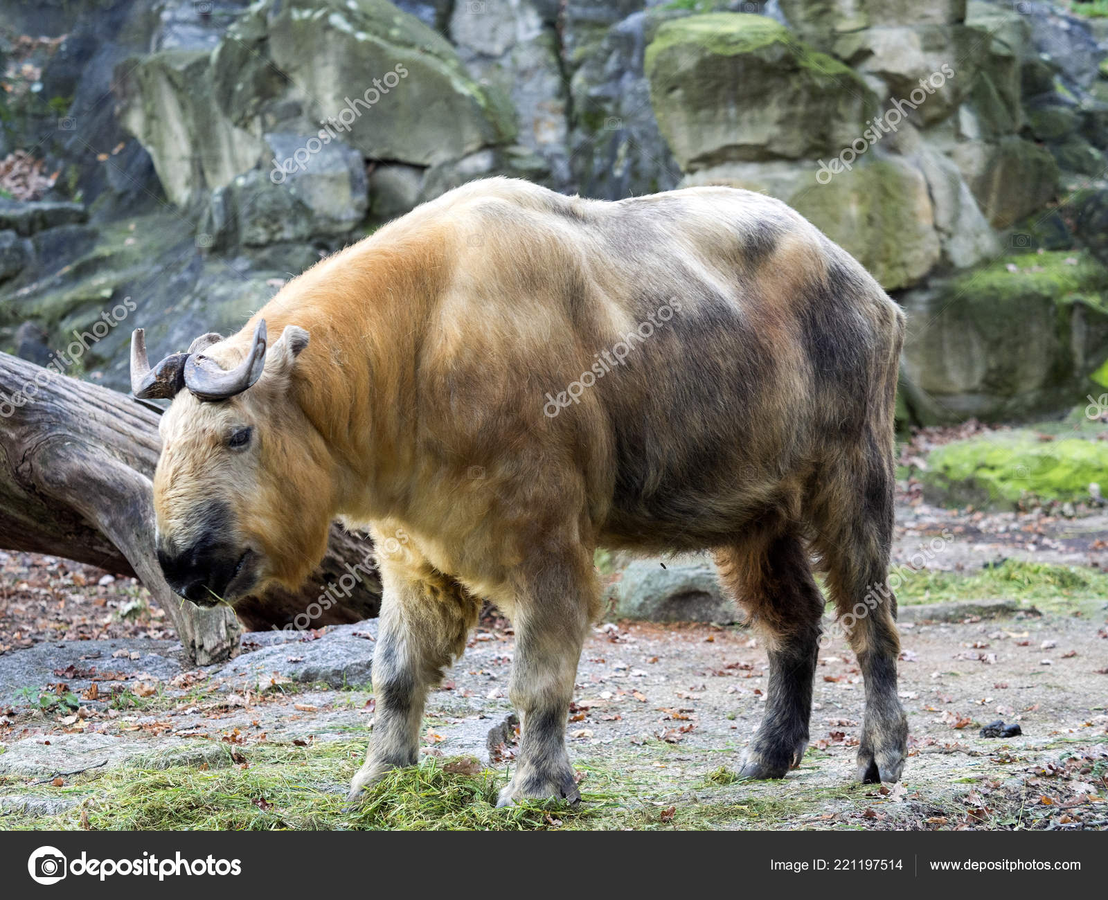 Sichuan Takin Budorcas Tibetan Tibetan Mighty Animal Living Chinese ...