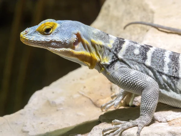 24 Petrosaurus Stock Photos, Petrosaurus Images | Depositphotos®