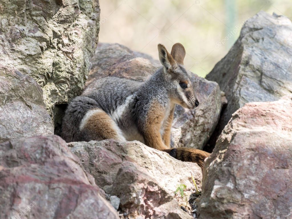 Pie amarillo Roca-wallaby, Petrogale xanthopus xanthopus, vive ...