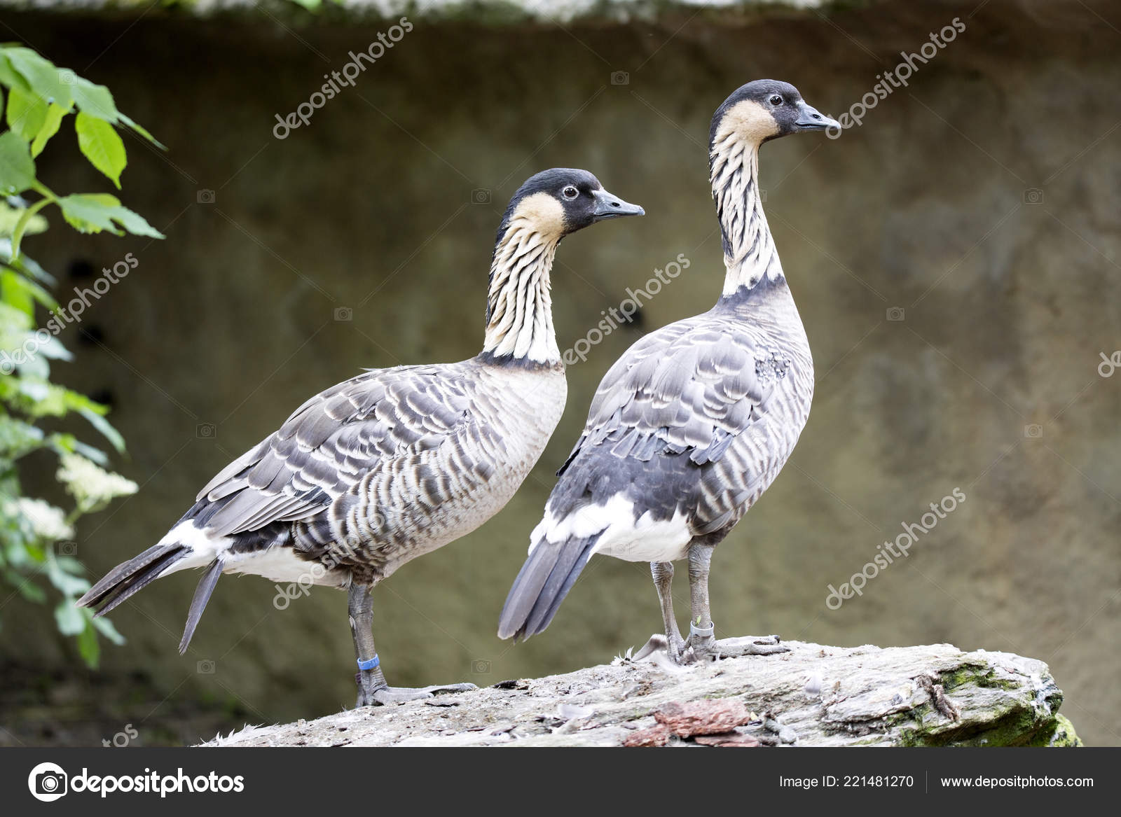 Nene Goose Clipart Cute