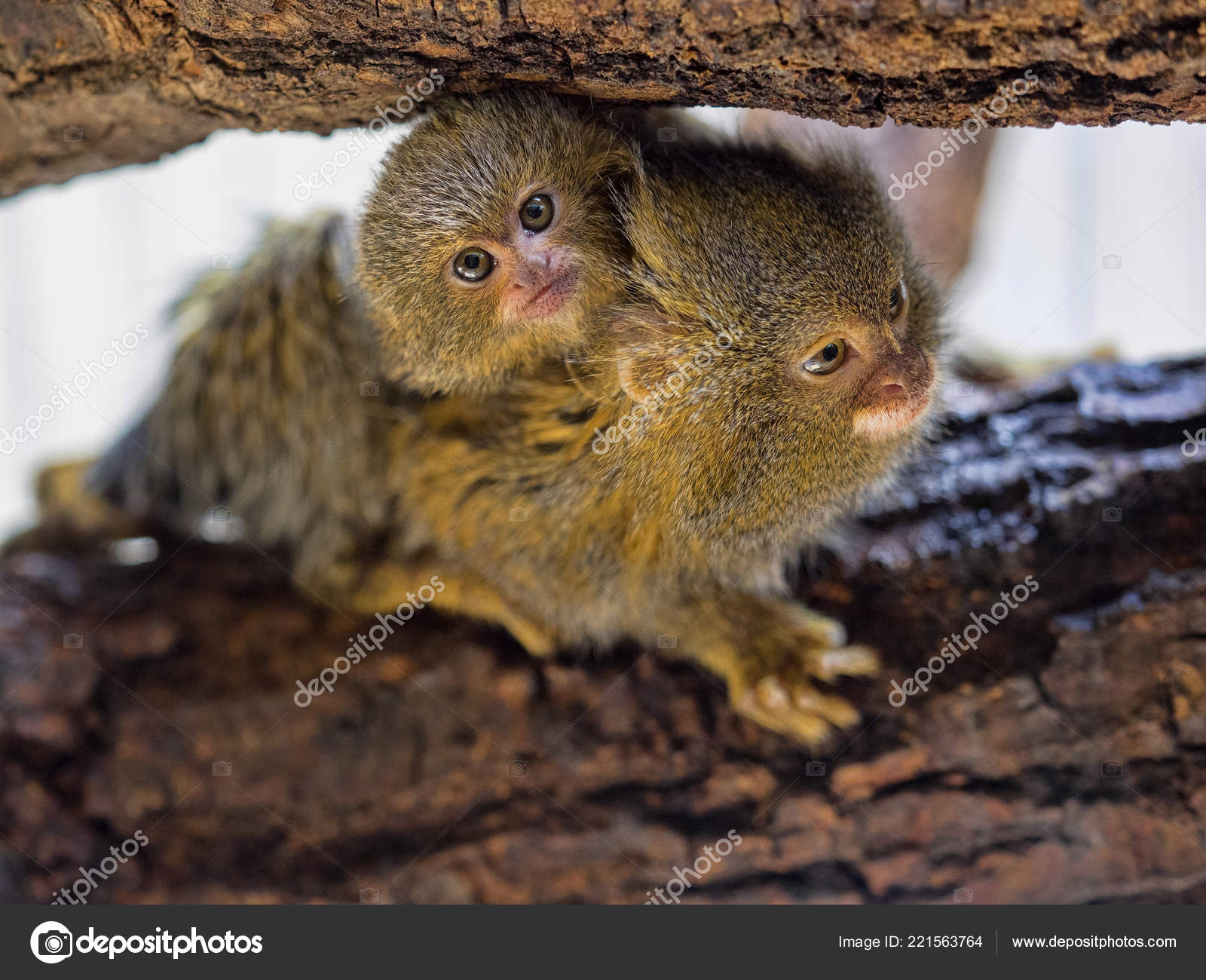 Baby Pygmy Marmosets
