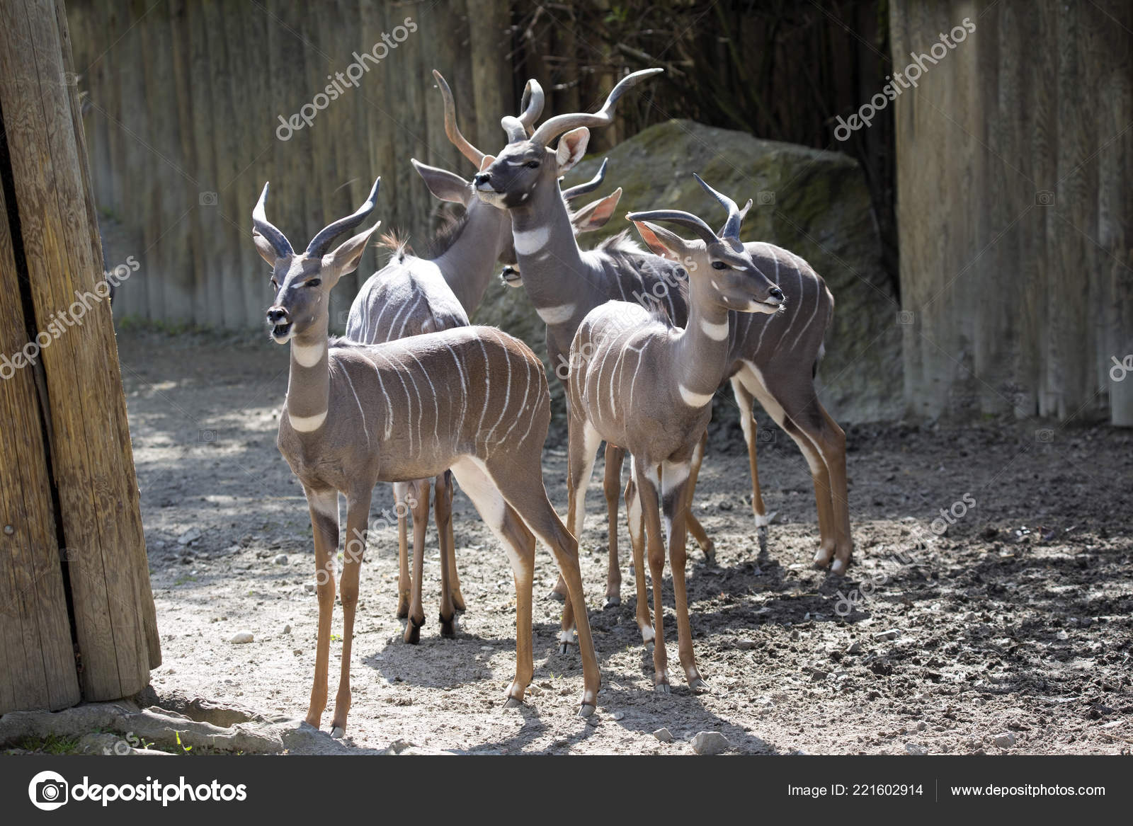 Lesser Kudu Tragelaphus Imberbis Has Colorful Striations — Stock Photo ...