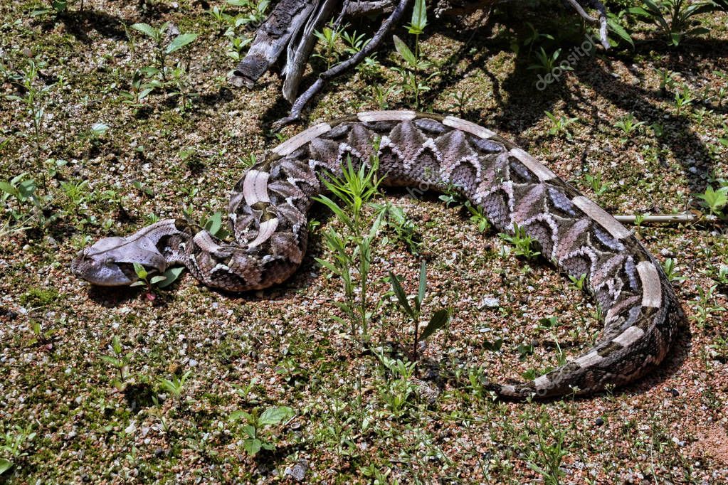 Gaboon Viper Bitis Gabonica Rhinoceros Largest Poisonous Snakes — Stock ...