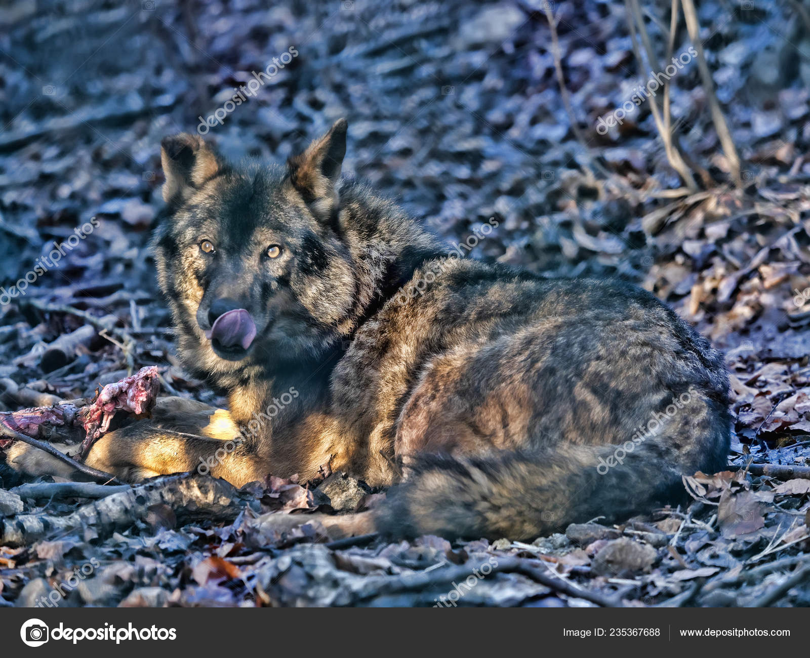 Iberian Wolf Canis Lupus Signatus Lies Prey — Stock Photo © jirousek ...