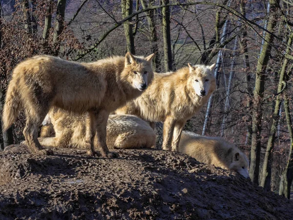 Arctic wolf canis lupus arctos images libres de droit, photos de Arctic ...
