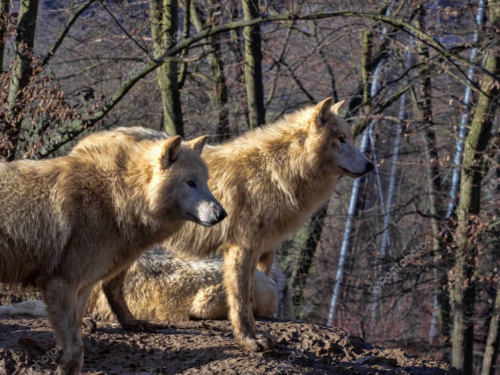 Lobo rtico, Canis lupus arctos, es un temido cazador, vive en manadas 2024