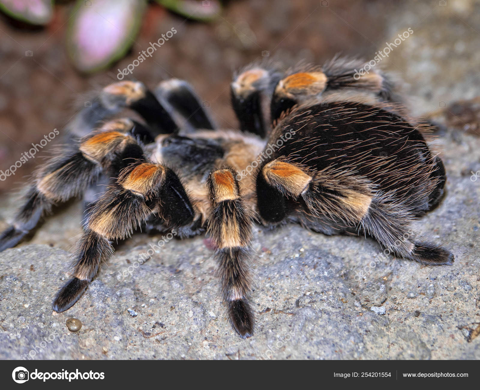 Orange Knee Tarantula