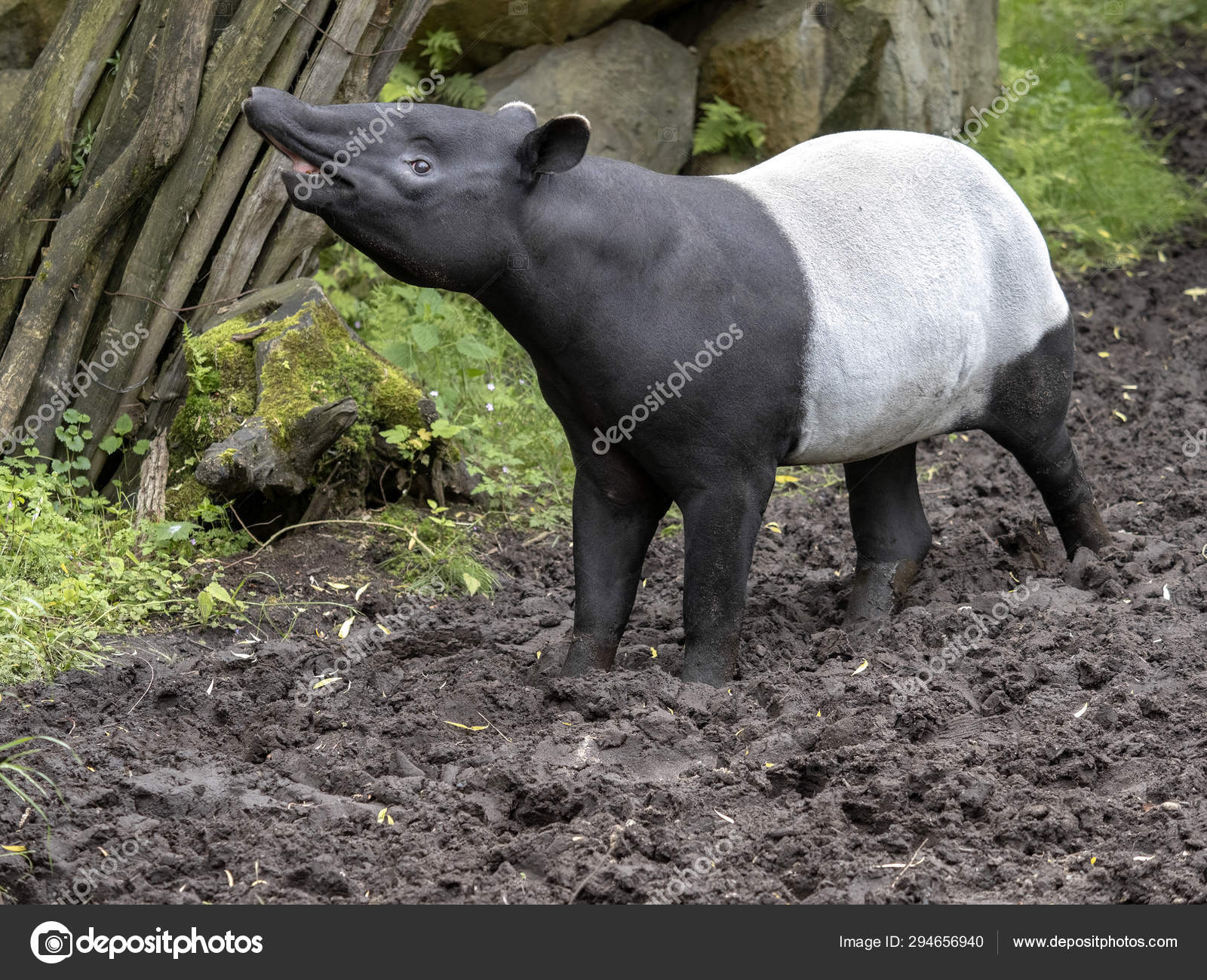 Asian Tapir