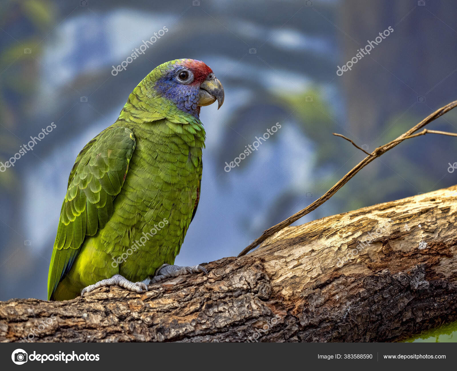 Red Tailed Amazon Amazona Brasiliensis Has Beautiful Red Blue ...