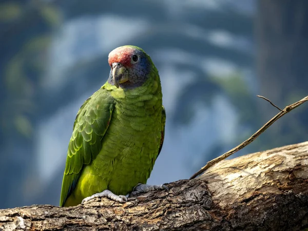 Red Tailed Amazon Amazona Brasiliensis Has Beautiful Red Blue ...