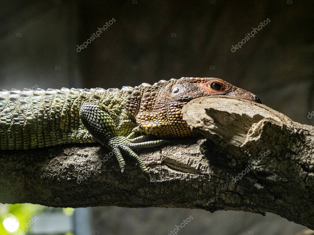 El lagarto de Caimán, Dracena guianensis, es un lagarto grande, que se ...