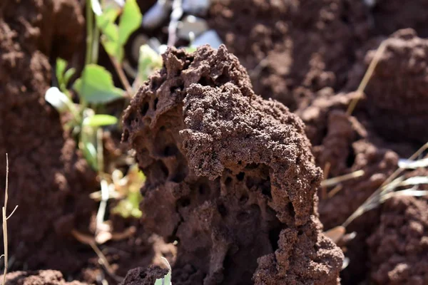Termite mud tunnels Stock Photos, Royalty Free Termite mud tunnels ...