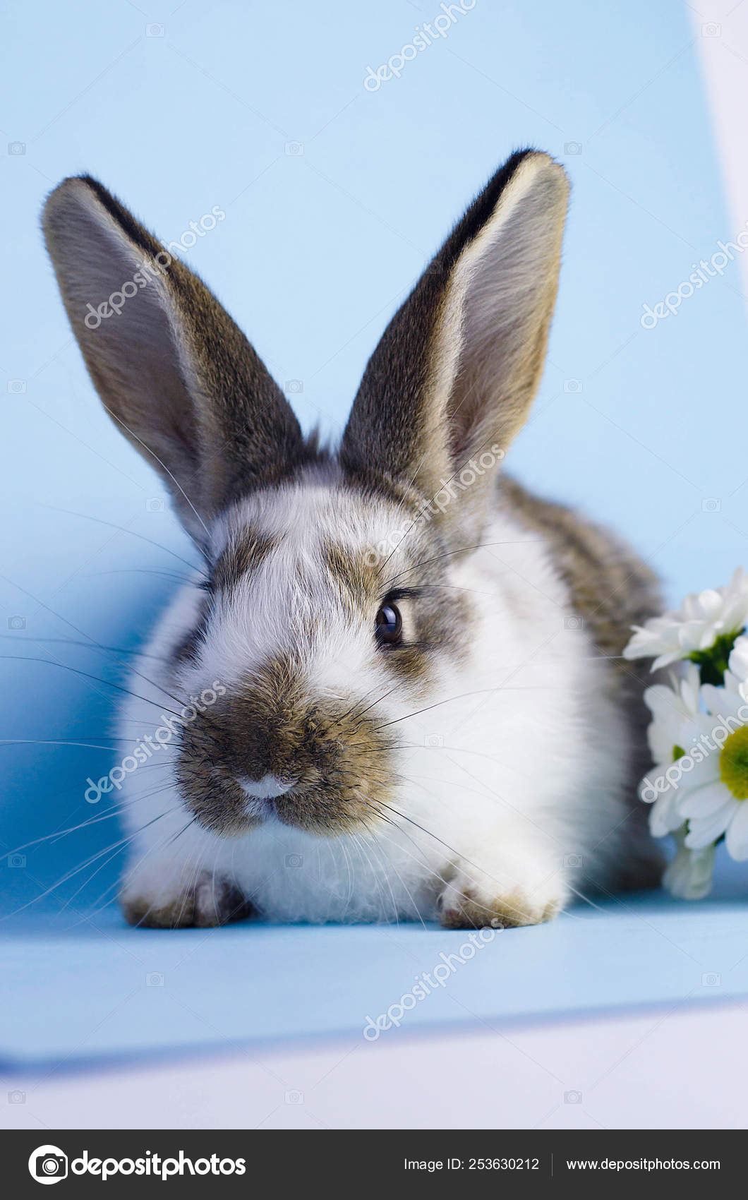 Lively little cute rabbit on a blue background. — Stock Photo ...