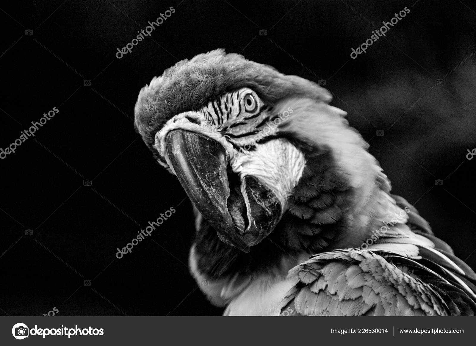 Parrot's Head Black White Looking Straight Camera — Stock Photo ...