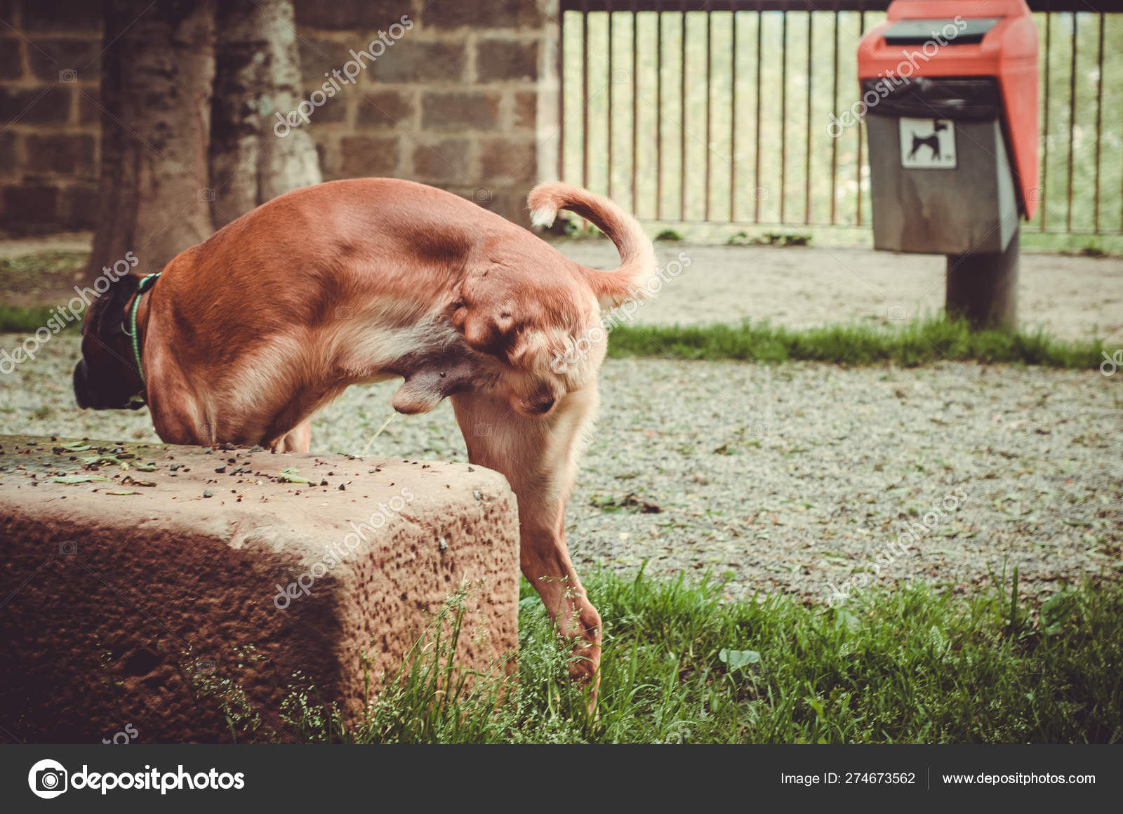Tres piernas perro orinando — Foto de stock #274673562 © mikelju