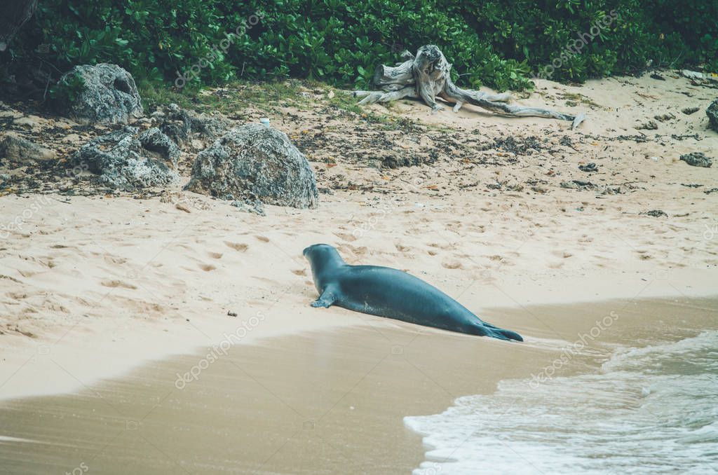 Foca monje salir del agua en Hawaii, EE.UU.. 2024