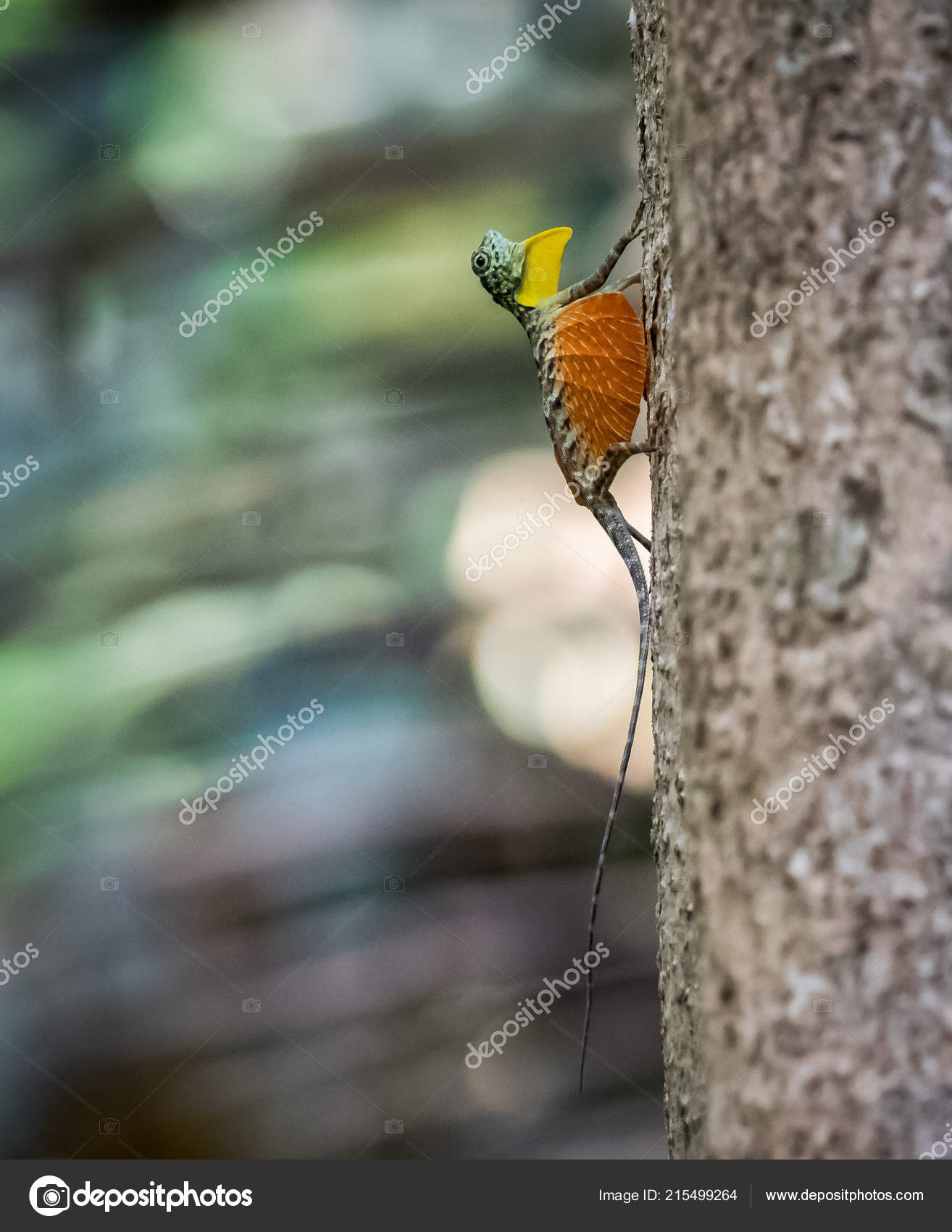 Draco Volans Common Flying Dragon Species Lizard Endemic Southeast Asia ...