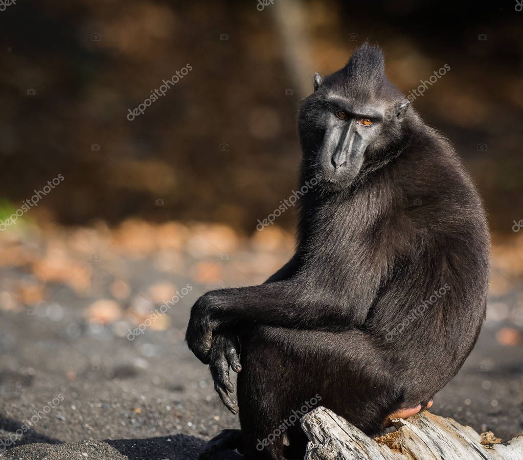 celebes crested macaque es un mono del viejo mundo que vive en la ...