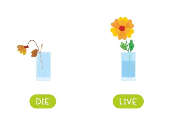 Flash cards Vector Art Stock Images | Depositphotos