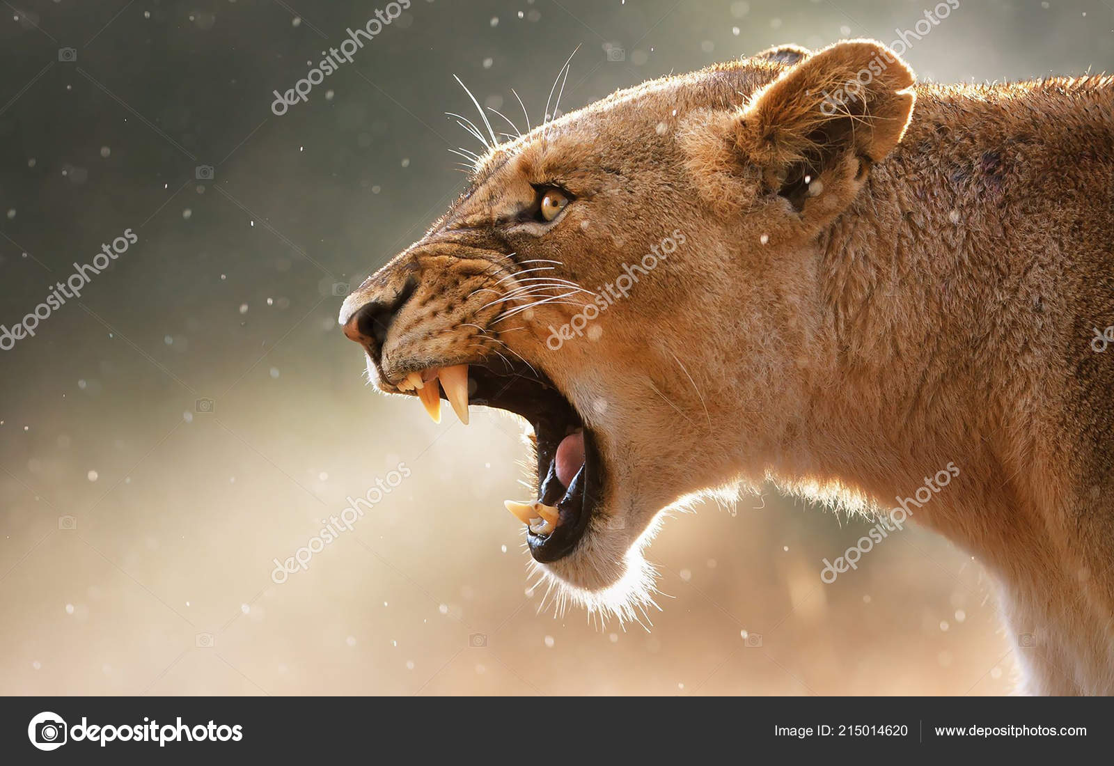 Lion Roaring Side View