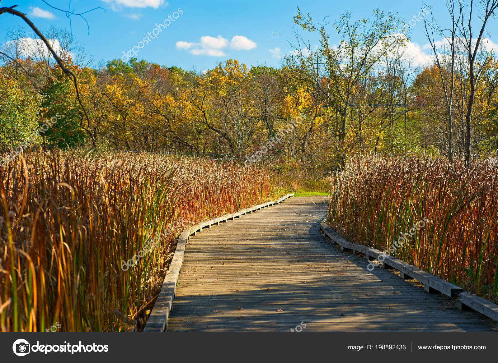 Boardwalk Trail Curves Tall Grasses Autumn Meadow Twinsburg Ohio Stock ...