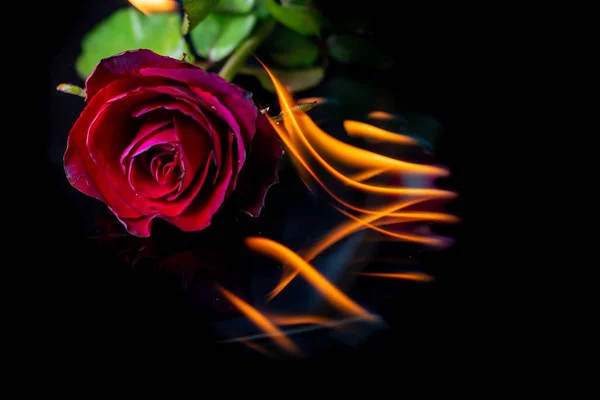 Roses on fire Stock Photos, Royalty Free Roses on fire Images ...