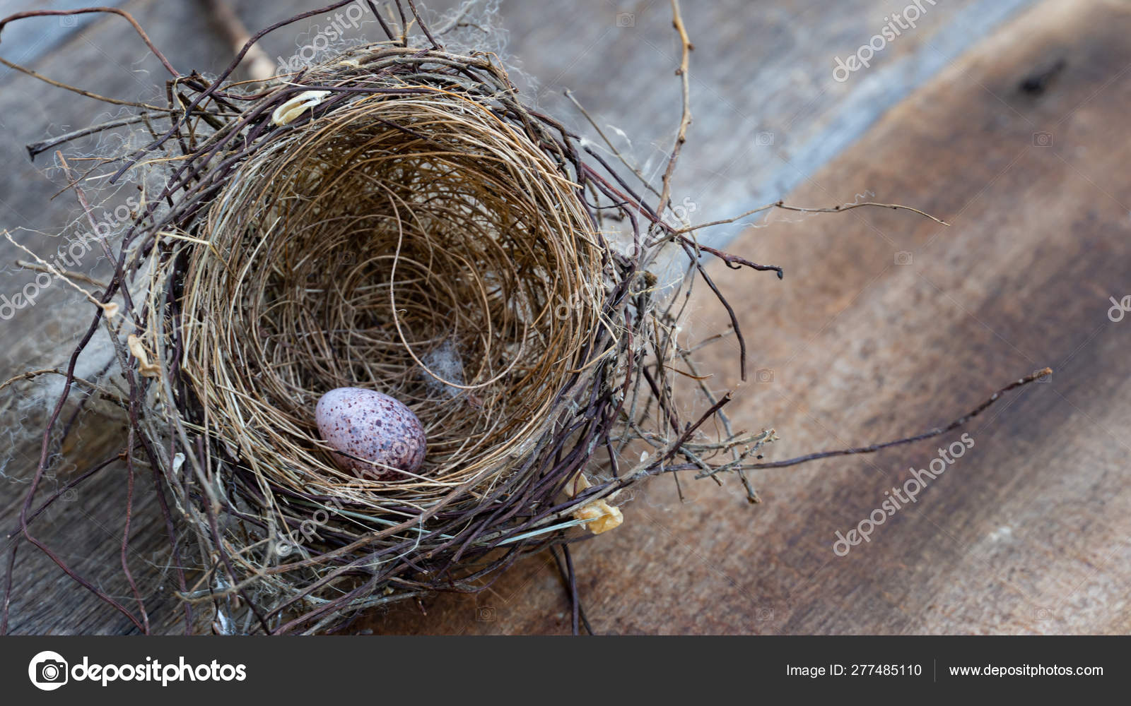 Bird egg in the nest — Stock Photo © somsak #277485110