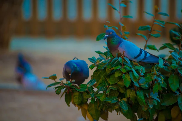 Palomas azules fotos de stock, imágenes de Palomas azules sin royalties ...