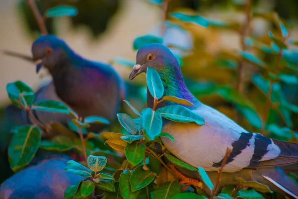Palomas azules fotos de stock, imágenes de Palomas azules sin royalties ...